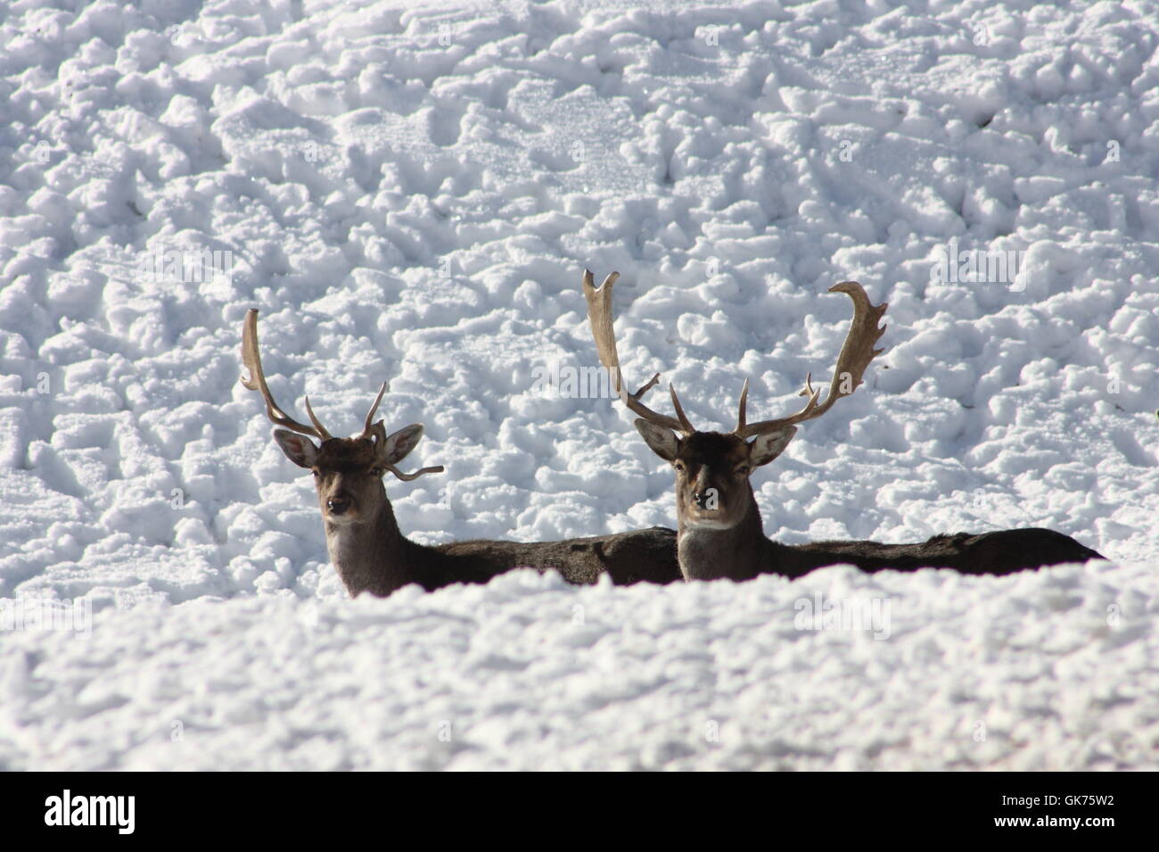 Rehe hi-res stock photography and images - Alamy
