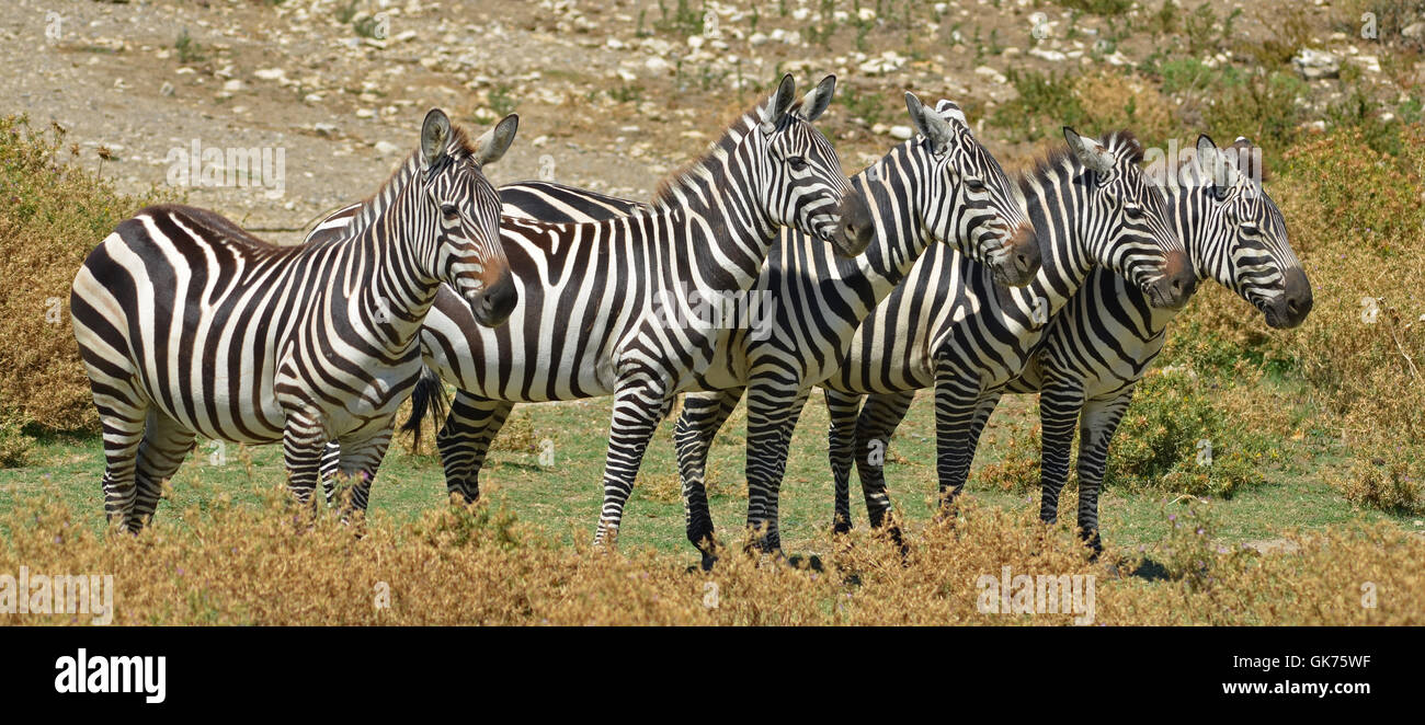 5 zebras panorama Stock Photo - Alamy