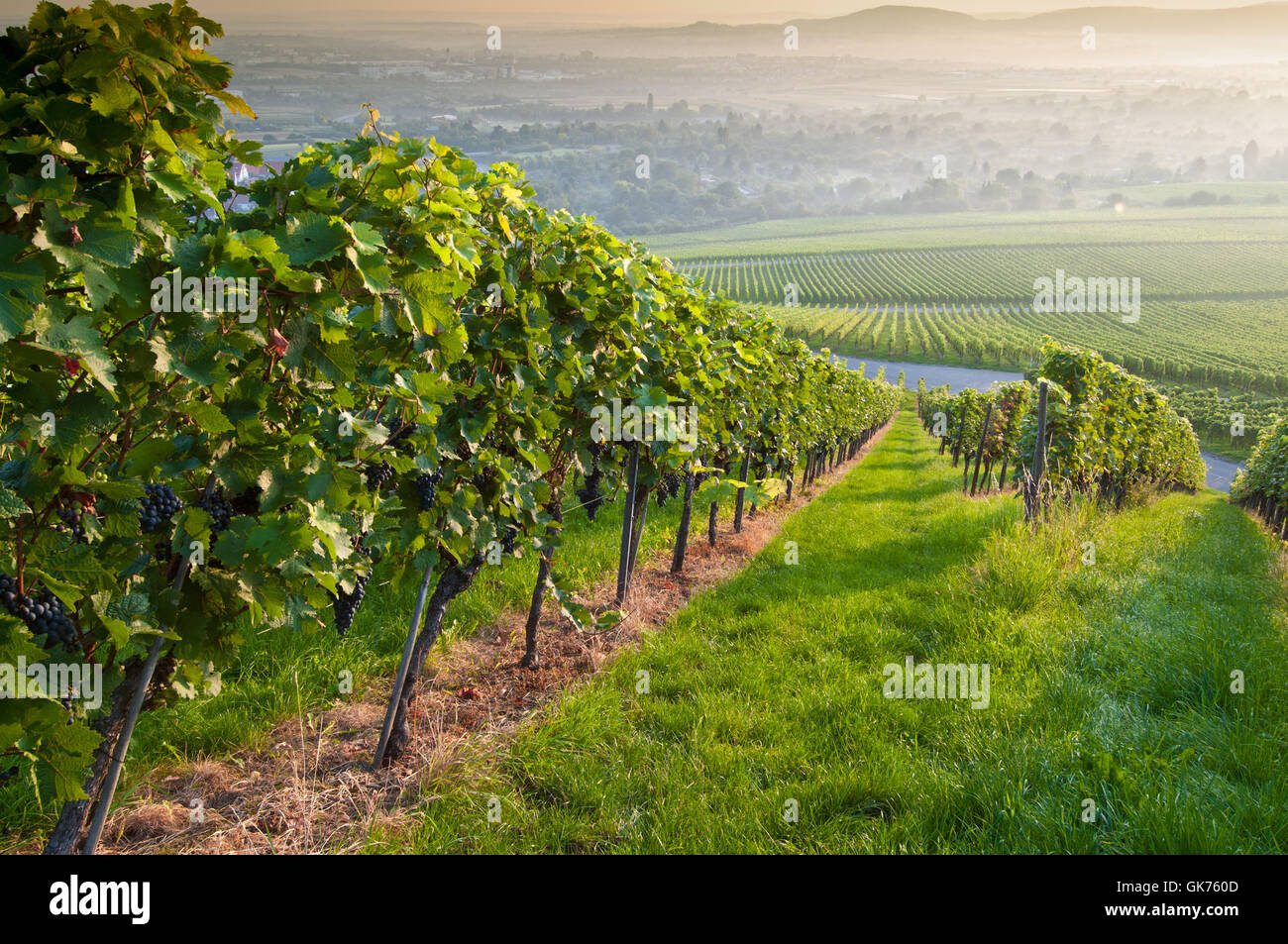 Vineyard in the sun hi-res stock photography and images - Alamy