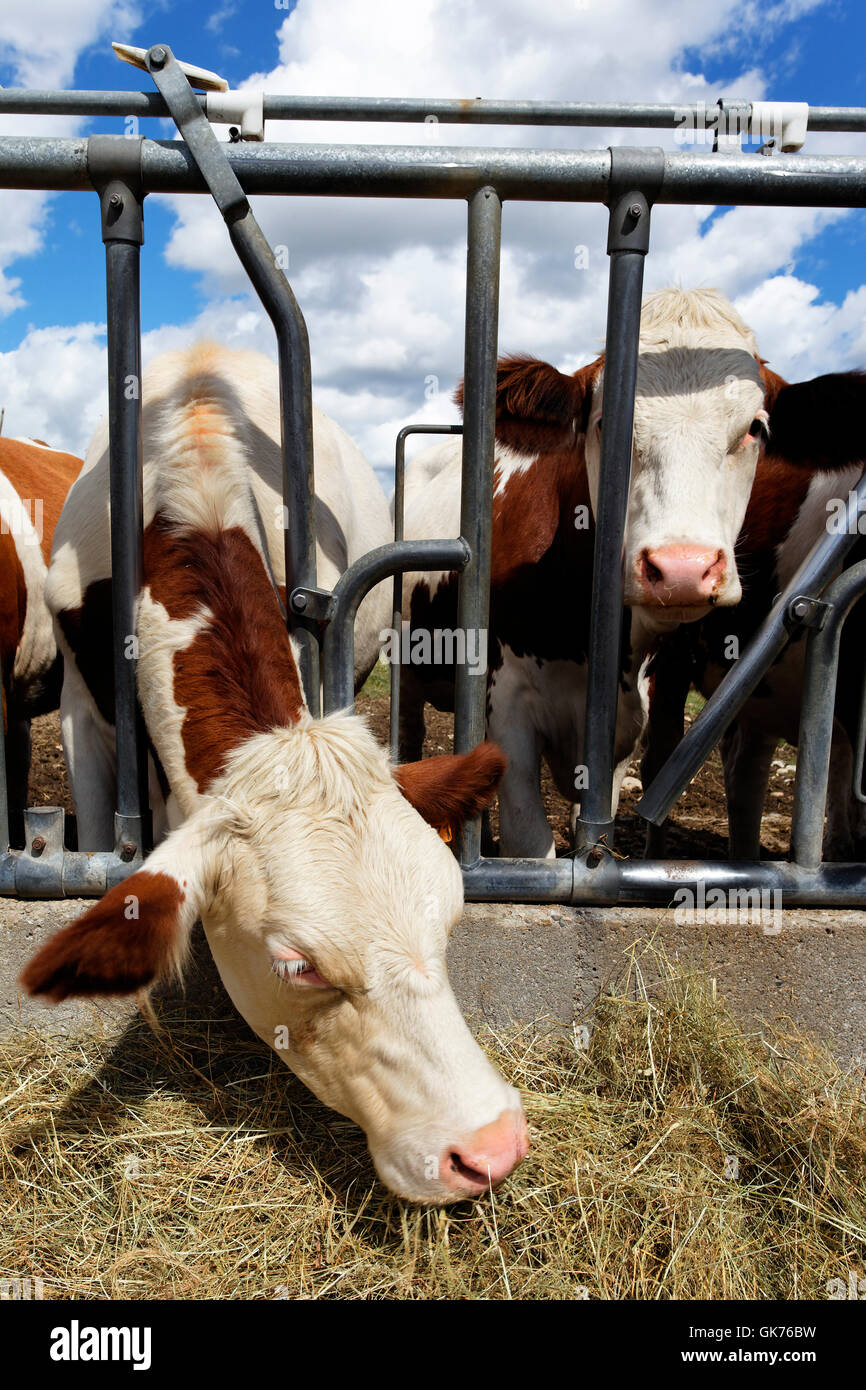 agriculture farming cow Stock Photo - Alamy