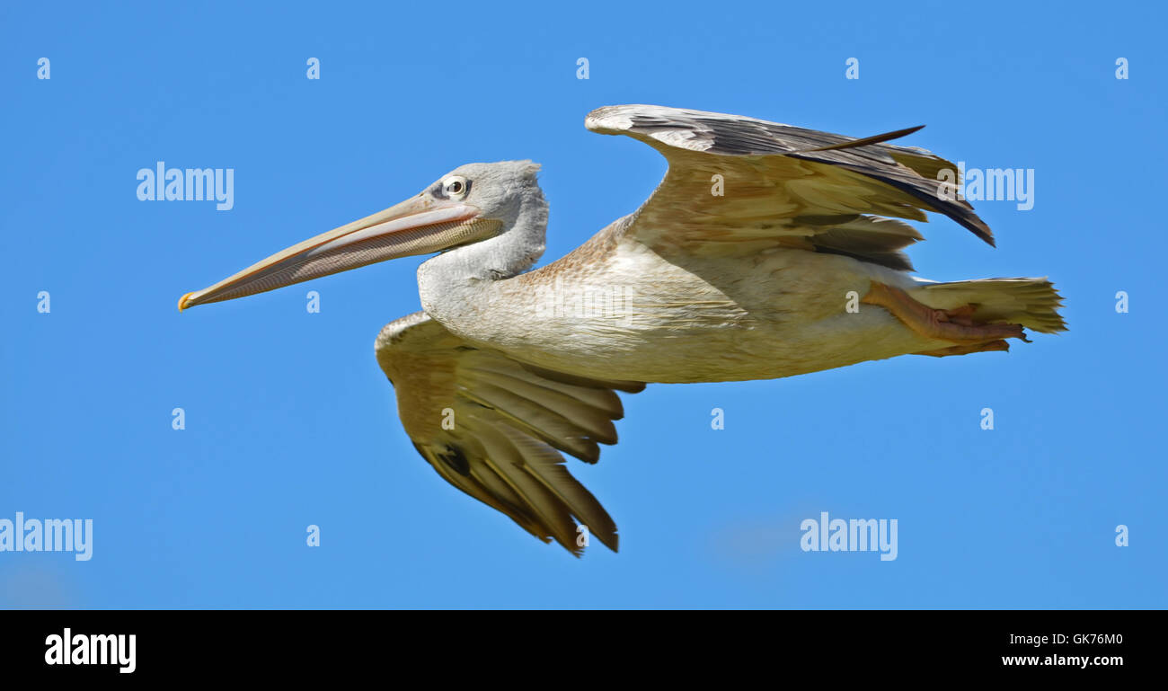 pelican in flight Stock Photo - Alamy