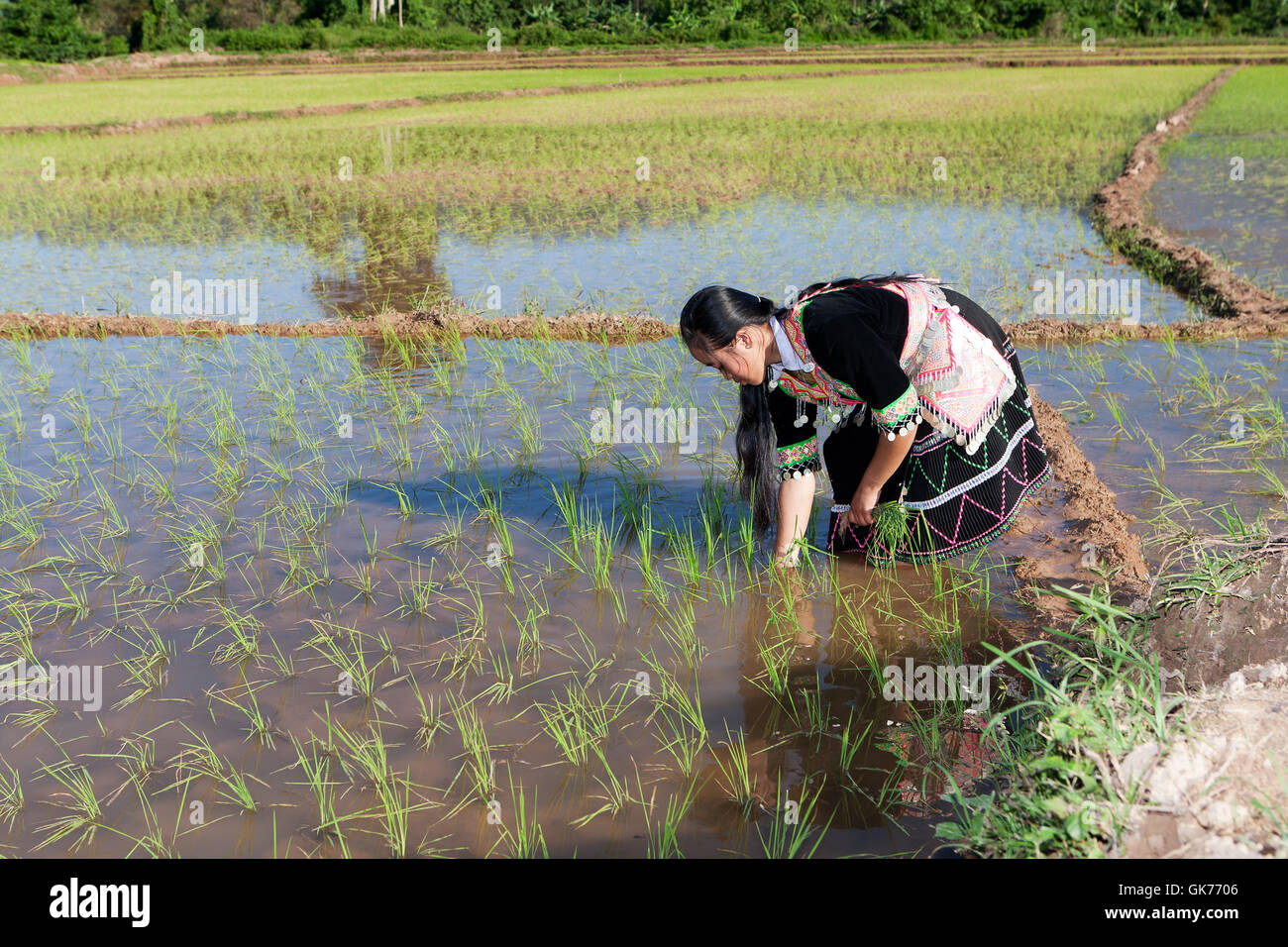 working on rice field Stock Photo - Alamy