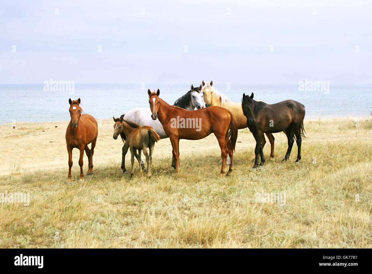 blue humans human beings Stock Photo - Alamy