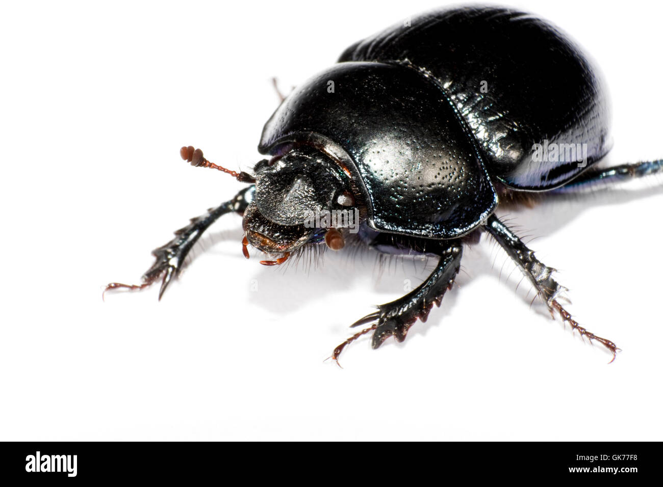 Upper left corner Cut Out Stock Images & Pictures - Alamy