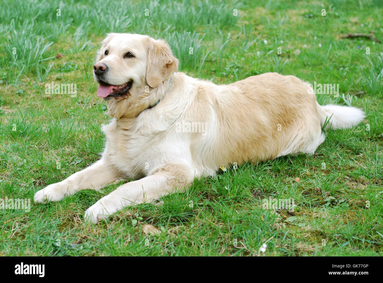 dog golden pedigree dog Stock Photo - Alamy