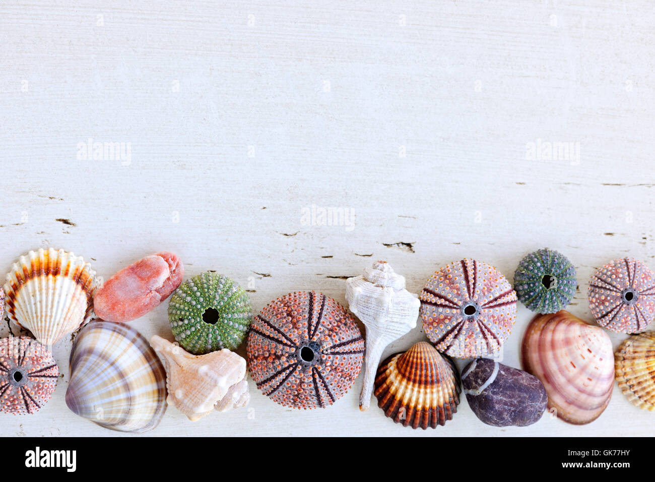 Mediterranean sea urchin shell hi-res stock photography and images - Alamy