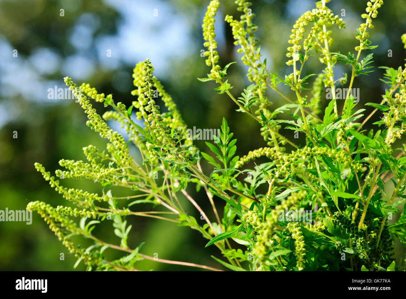 blue summer summerly Stock Photo - Alamy