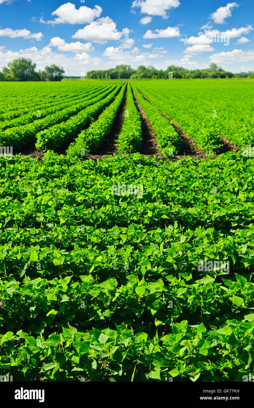 Farming outlook hi-res stock photography and images - Alamy