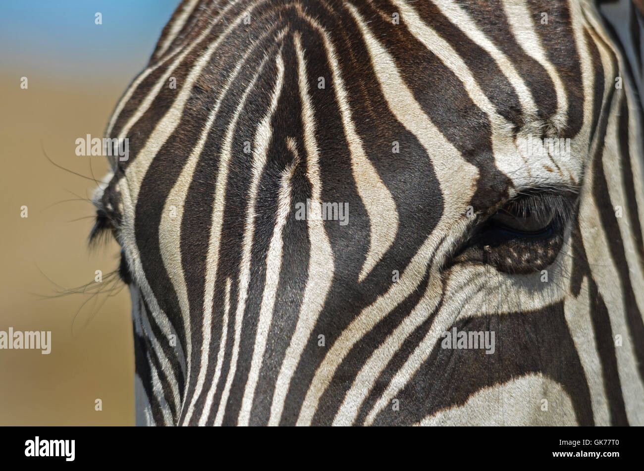 zebra at close range Stock Photo - Alamy