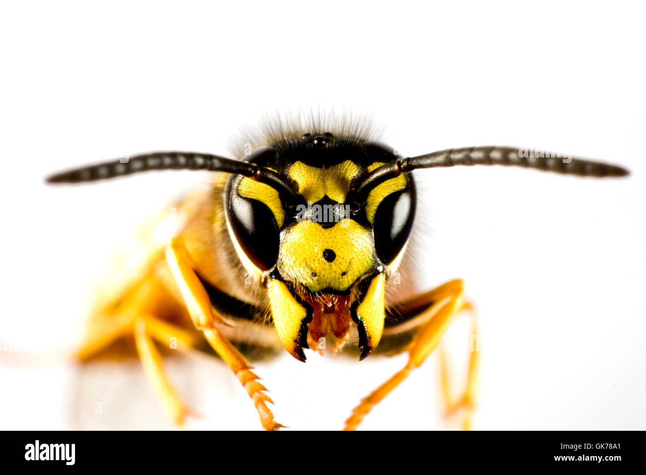 Wasp head hi-res stock photography and images - Alamy