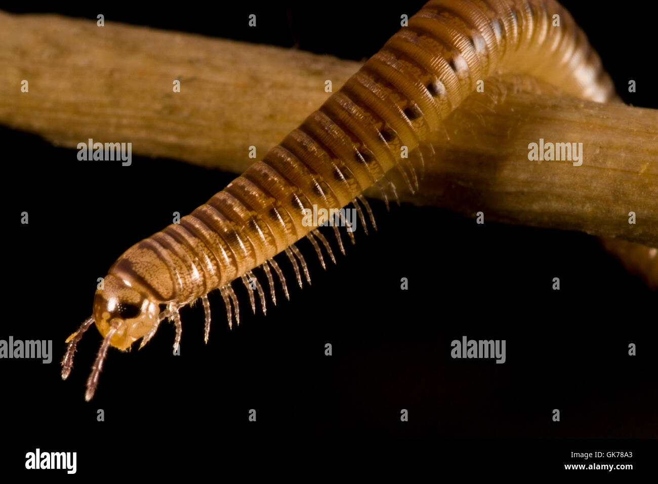 Centipede hi-res stock photography and images - Alamy