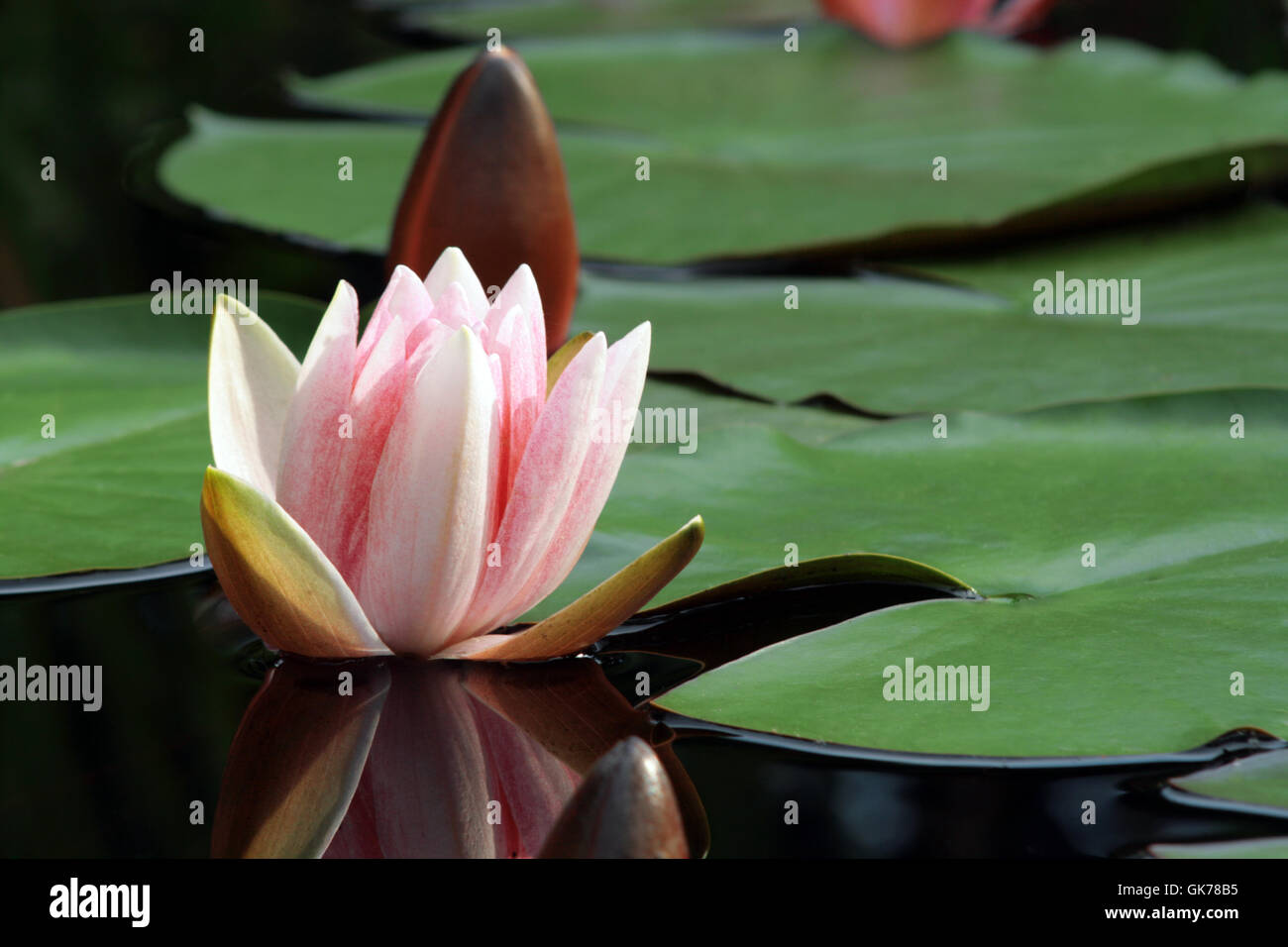 water lily fresh water lake Stock Photo - Alamy