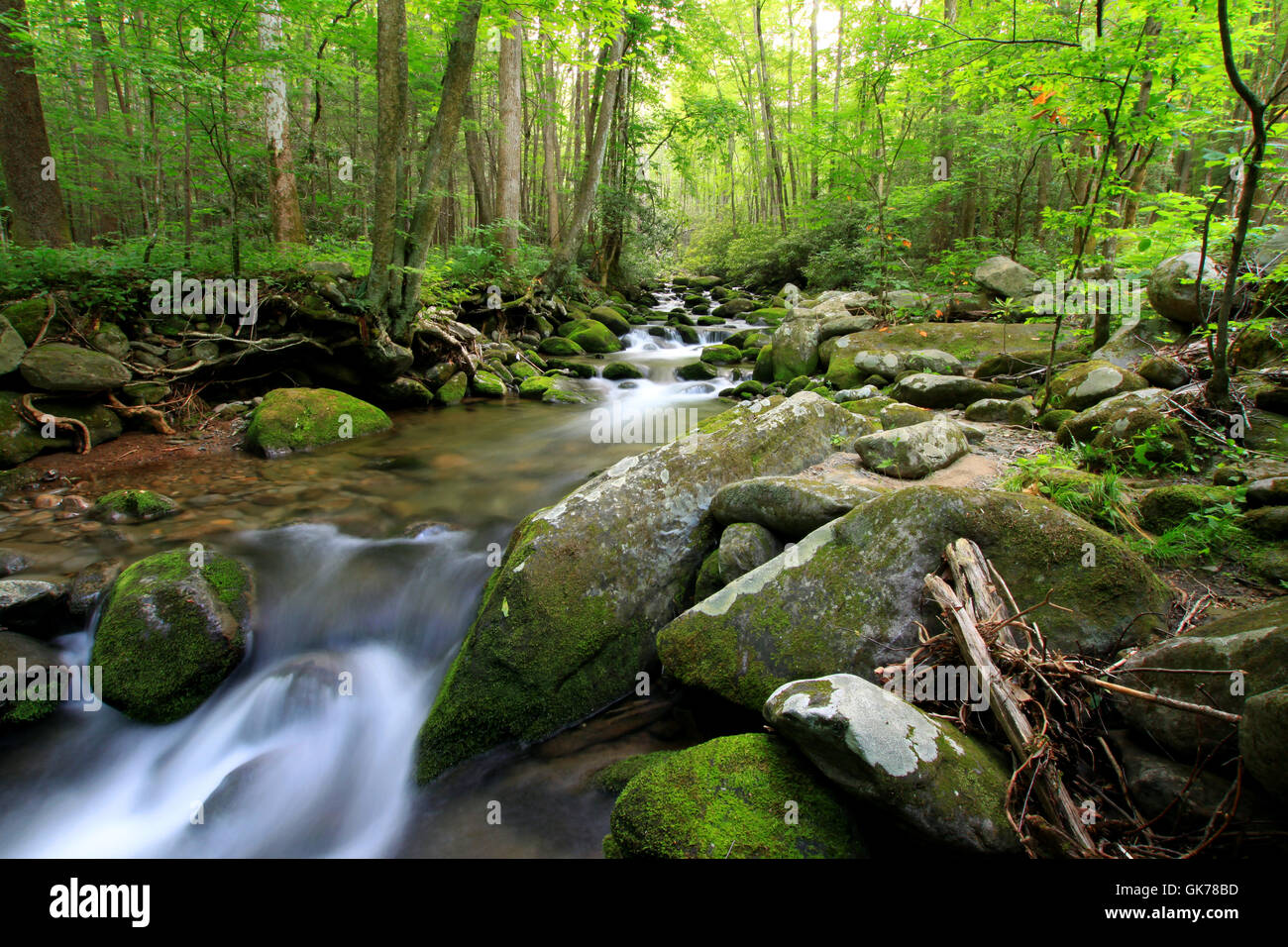 travel tree trees Stock Photo - Alamy