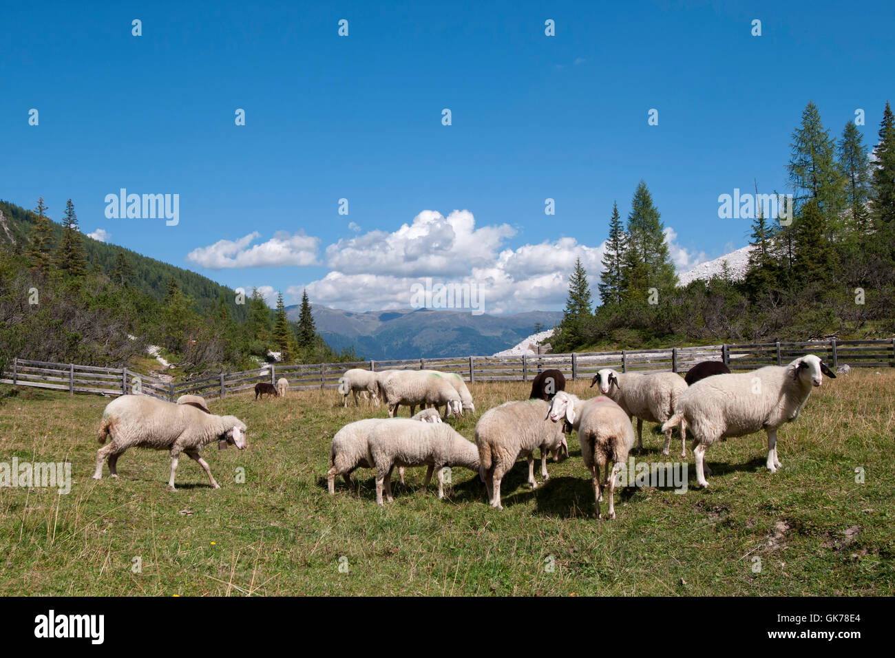 mountains animals alp Stock Photo - Alamy