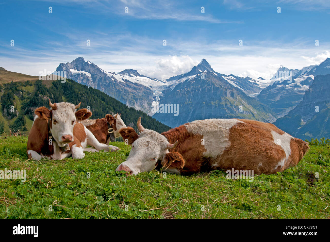 pet cow livestock Stock Photo - Alamy