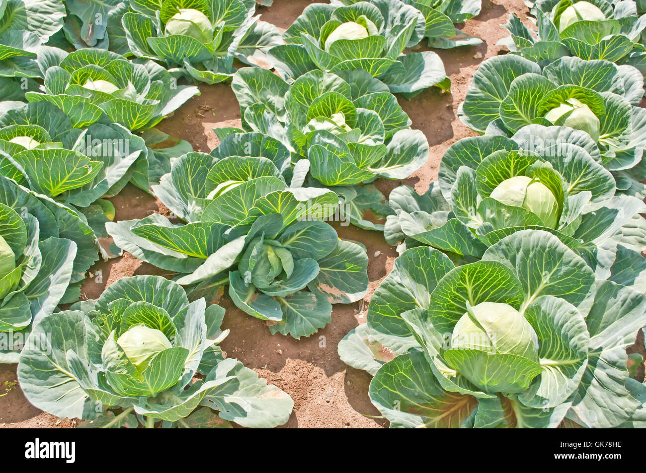 Filderkraut cabbage hi-res stock photography and images - Alamy