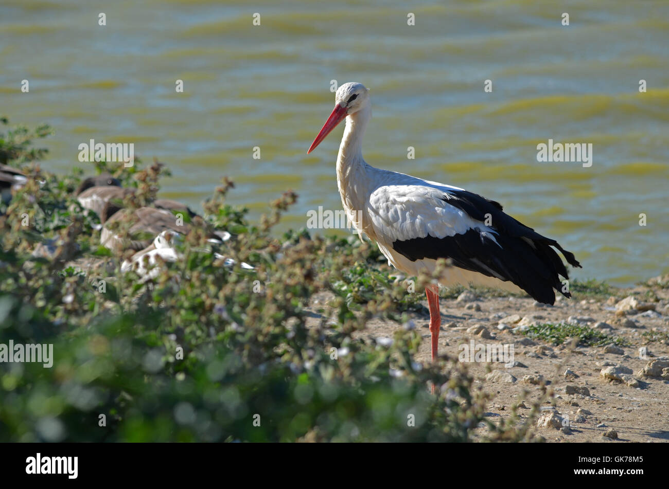 flight france stork Stock Photo - Alamy