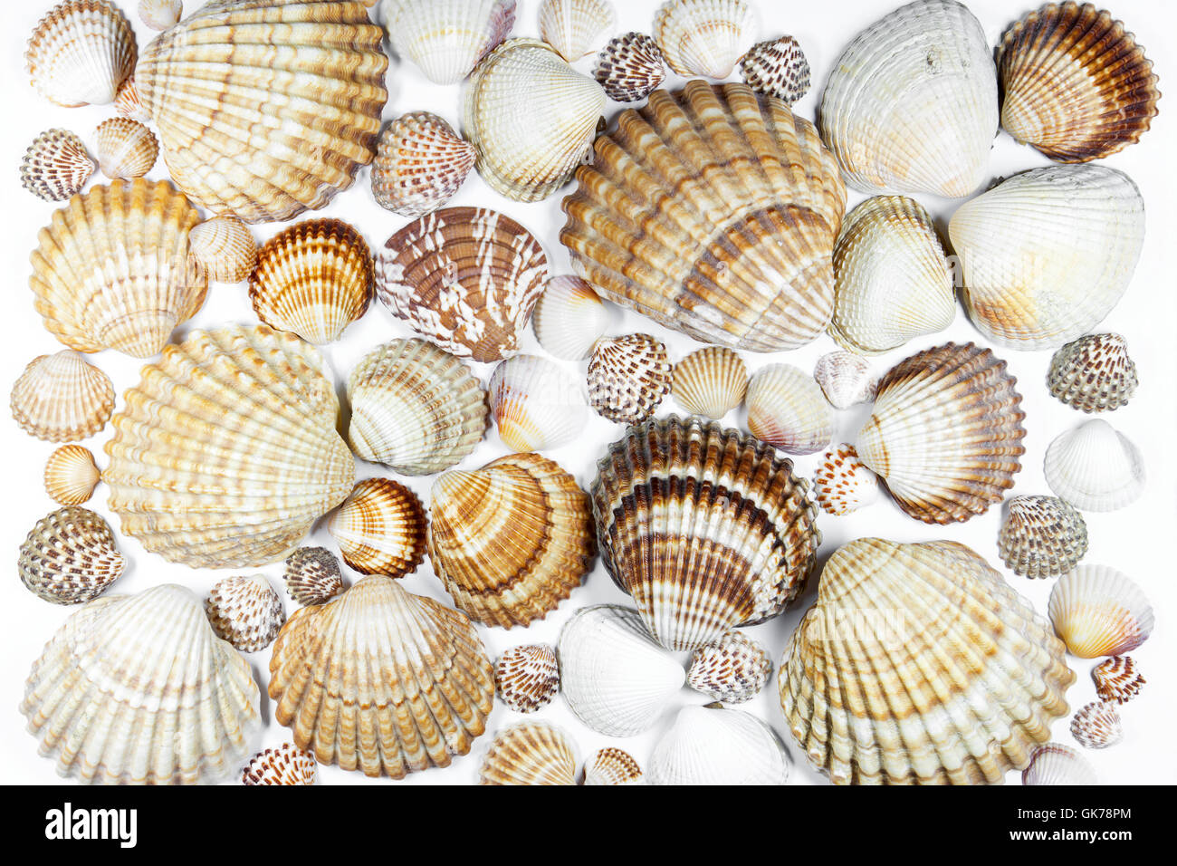 shells isolated Stock Photo - Alamy shells isolated Stock Photo - Alamy