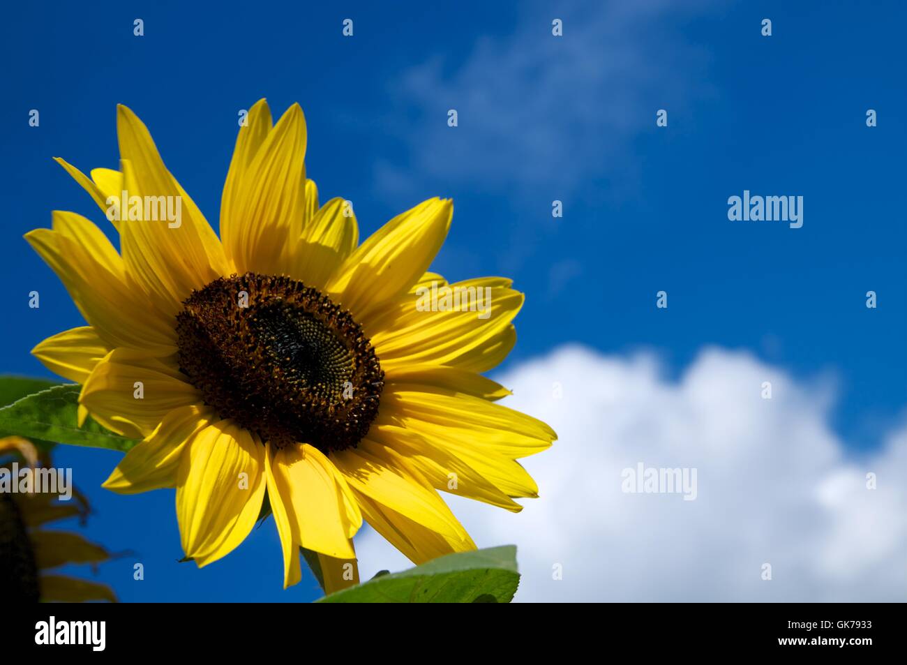 summer summerly flower Stock Photo - Alamy
