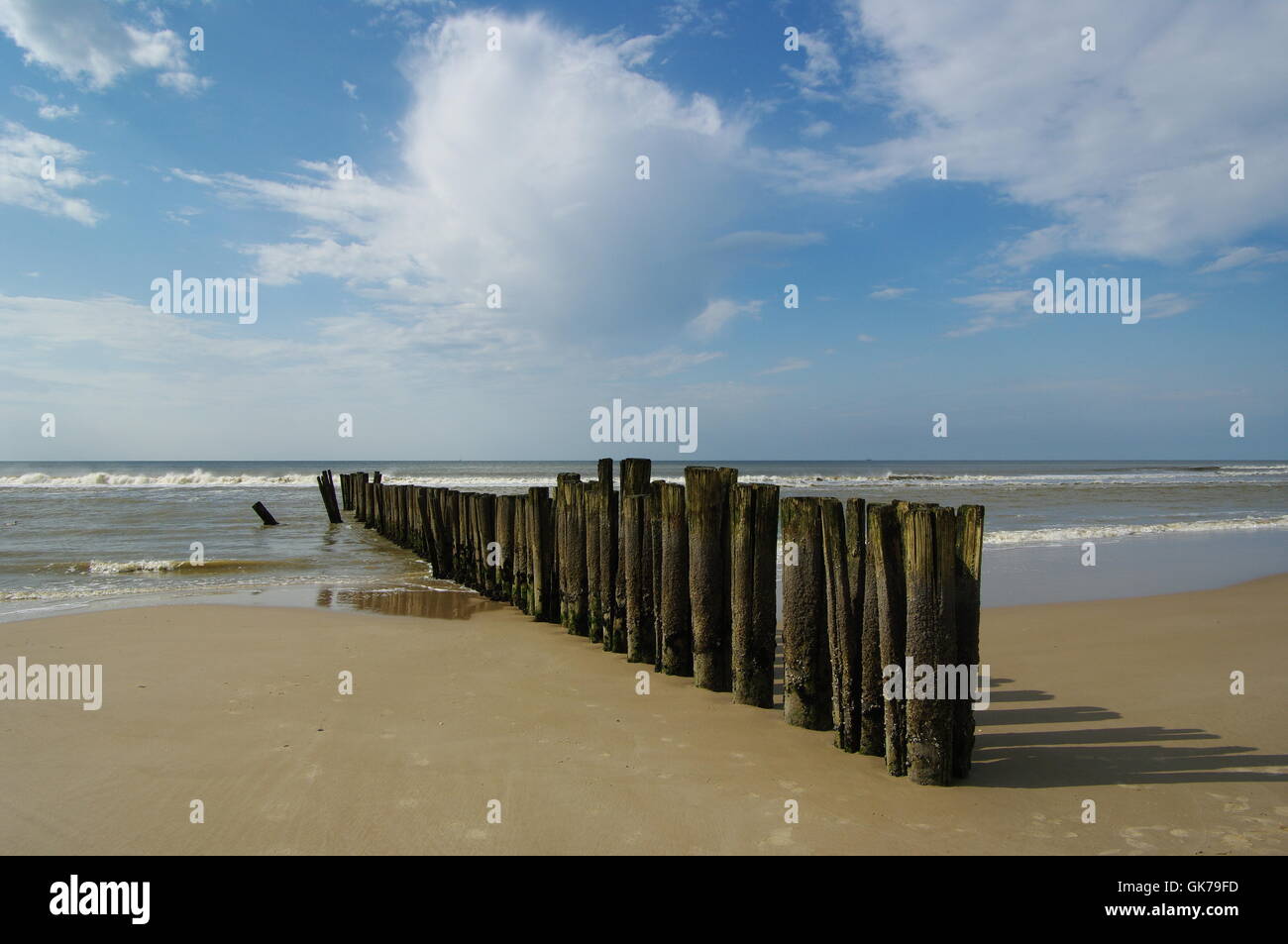 Salt water shells hi-res stock photography and images - Alamy