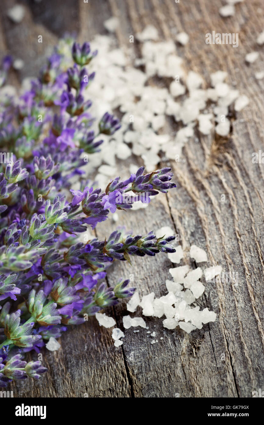 blue aromatic lavender Stock Photo - Alamy