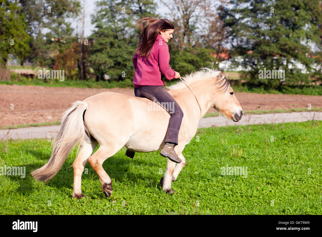 Ride horse field horses hi-res stock photography and images - Alamy