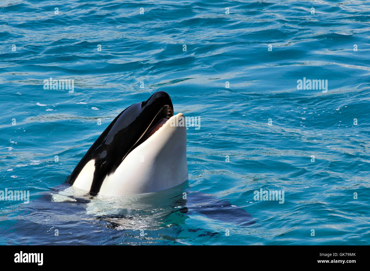 Orca head hi-res stock photography and images - Alamy