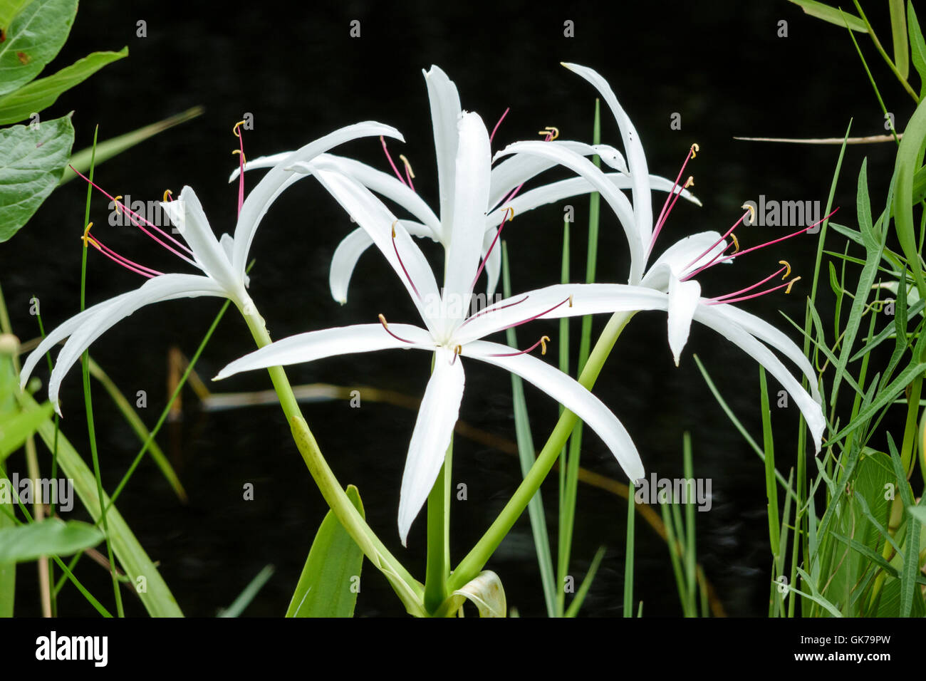 South american swamp crinum lily hi-res stock photography and images ...