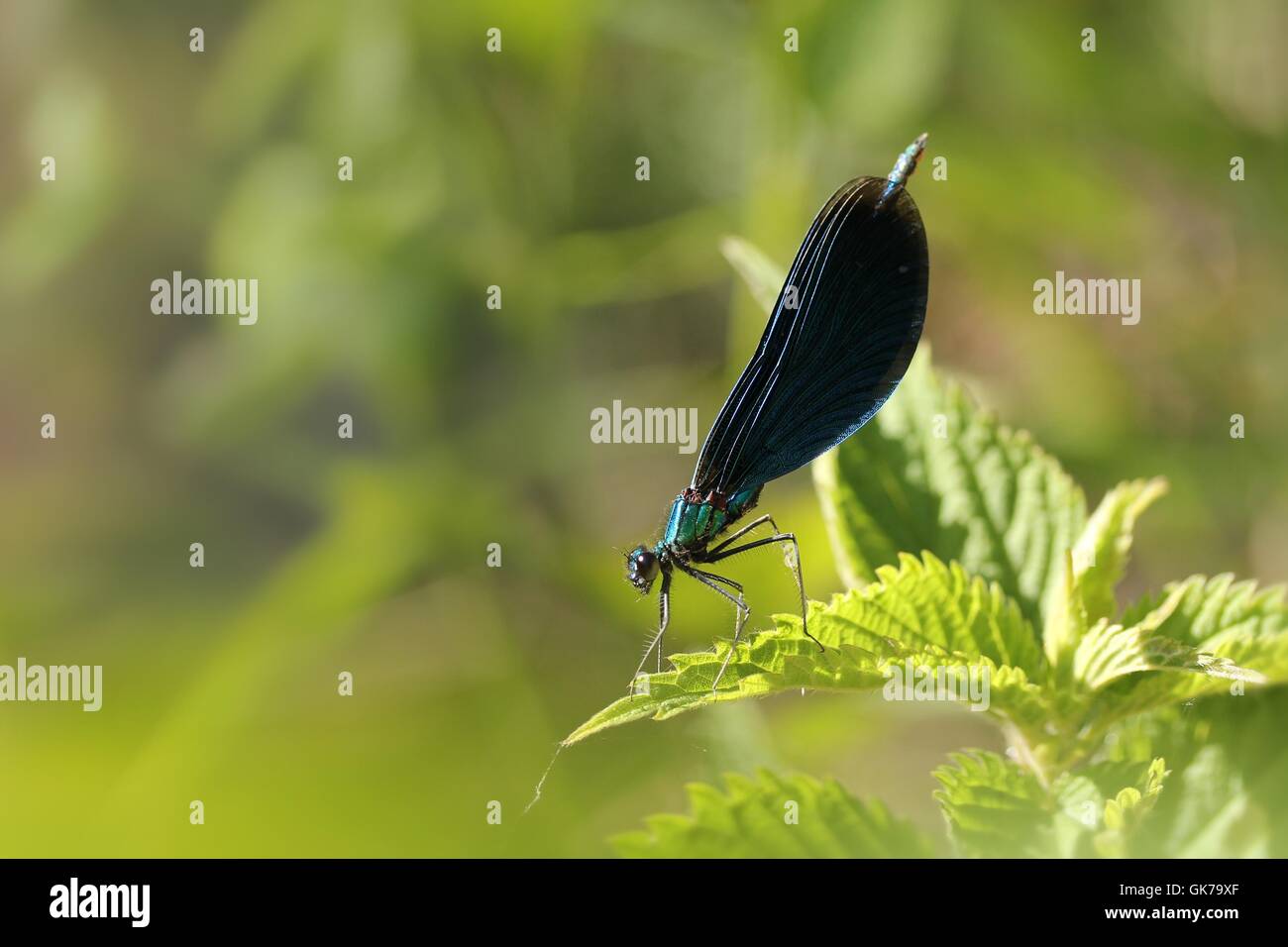 blue insect summer Stock Photo - Alamy