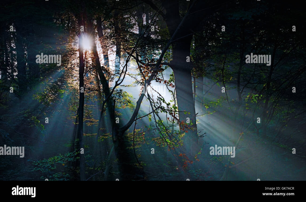 Sunbeam wood tree autumn sunlight hi-res stock photography and images ...