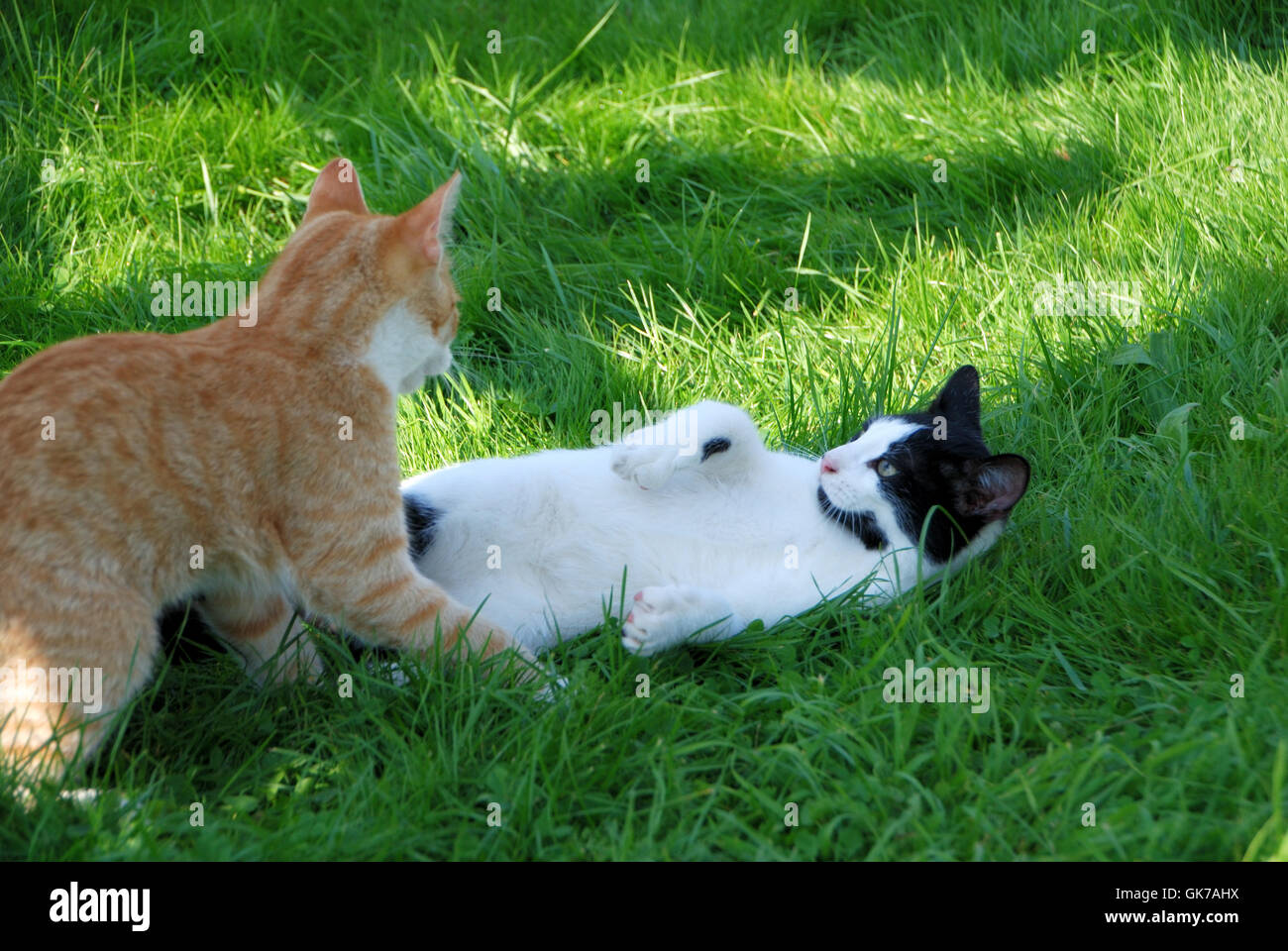 Cats play hi-res stock photography and images - Alamy