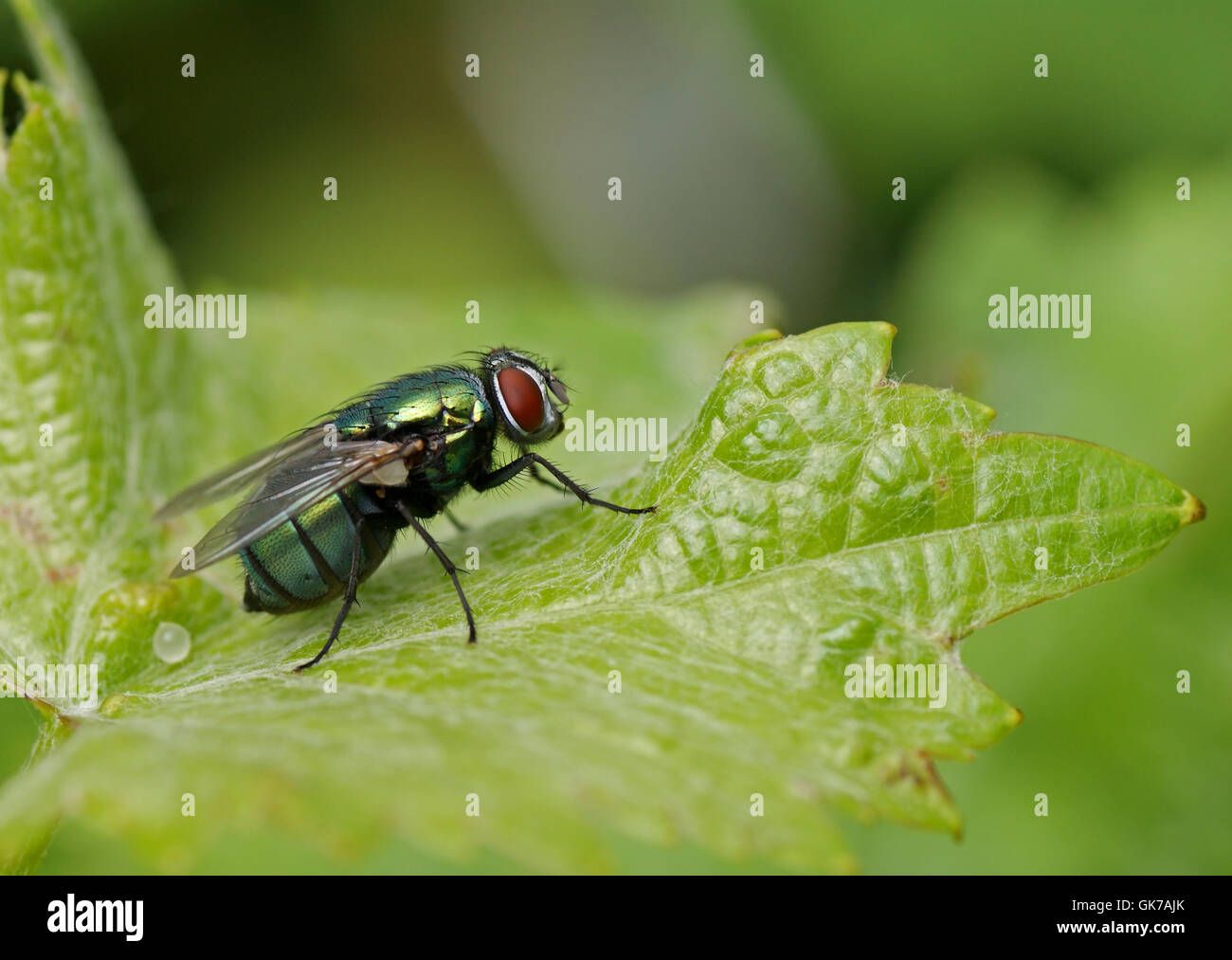 Bluebottle fly close up hi-res stock photography and images - Alamy