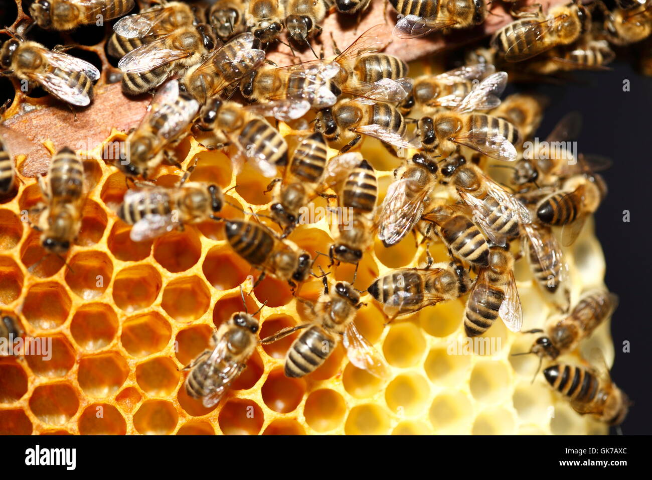 Bees and insects hi-res stock photography and images - Alamy