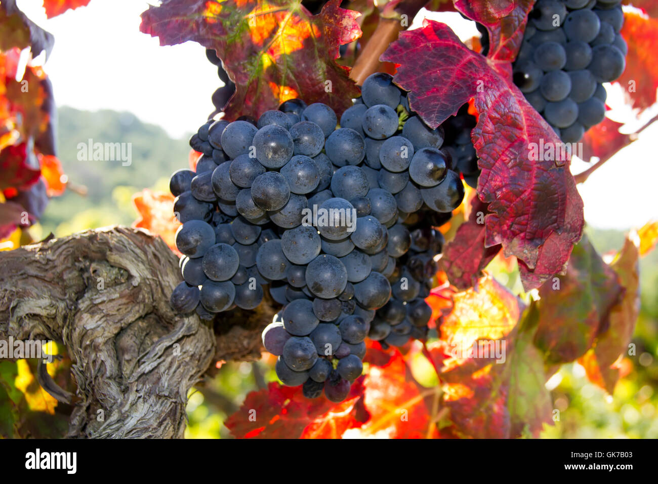 Red grapes before harvest hi-res stock photography and images - Alamy