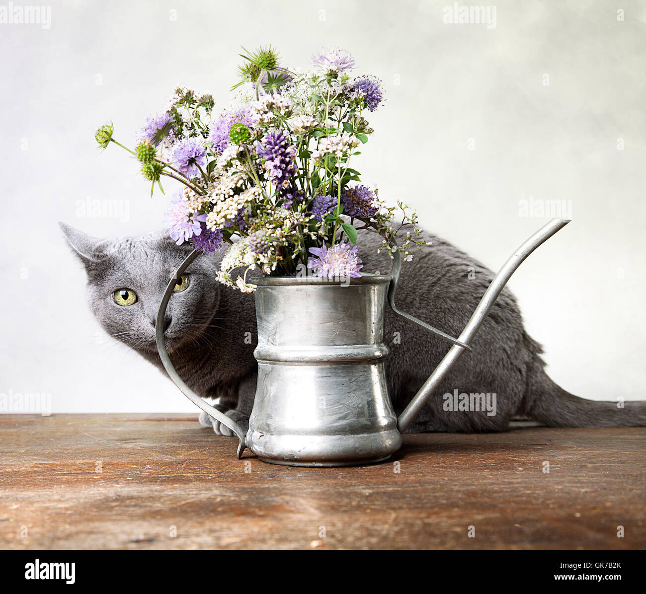 still life with cat Stock Photo - Alamy