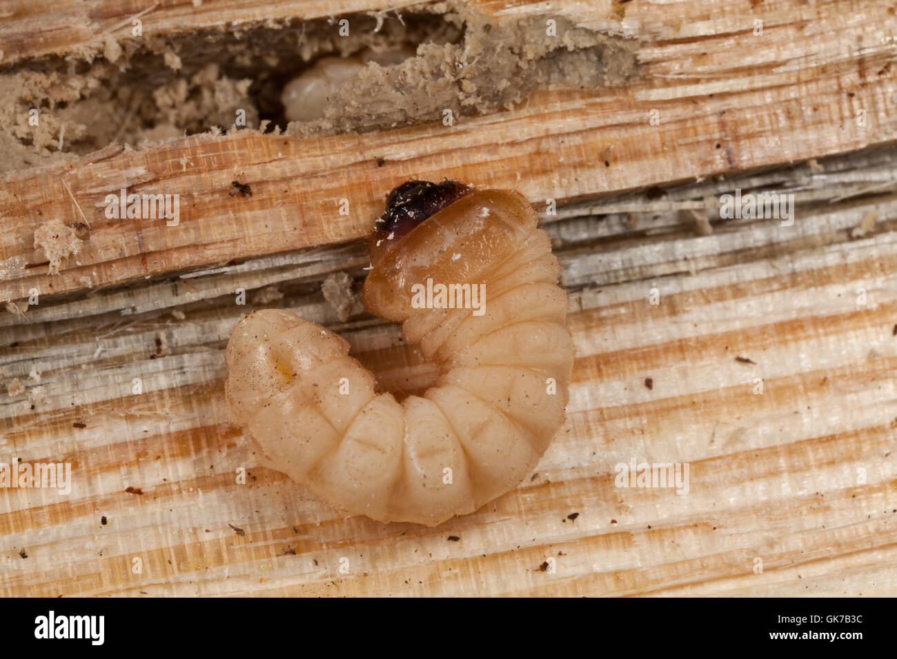 Carpenter worm hi-res stock photography and images - Alamy