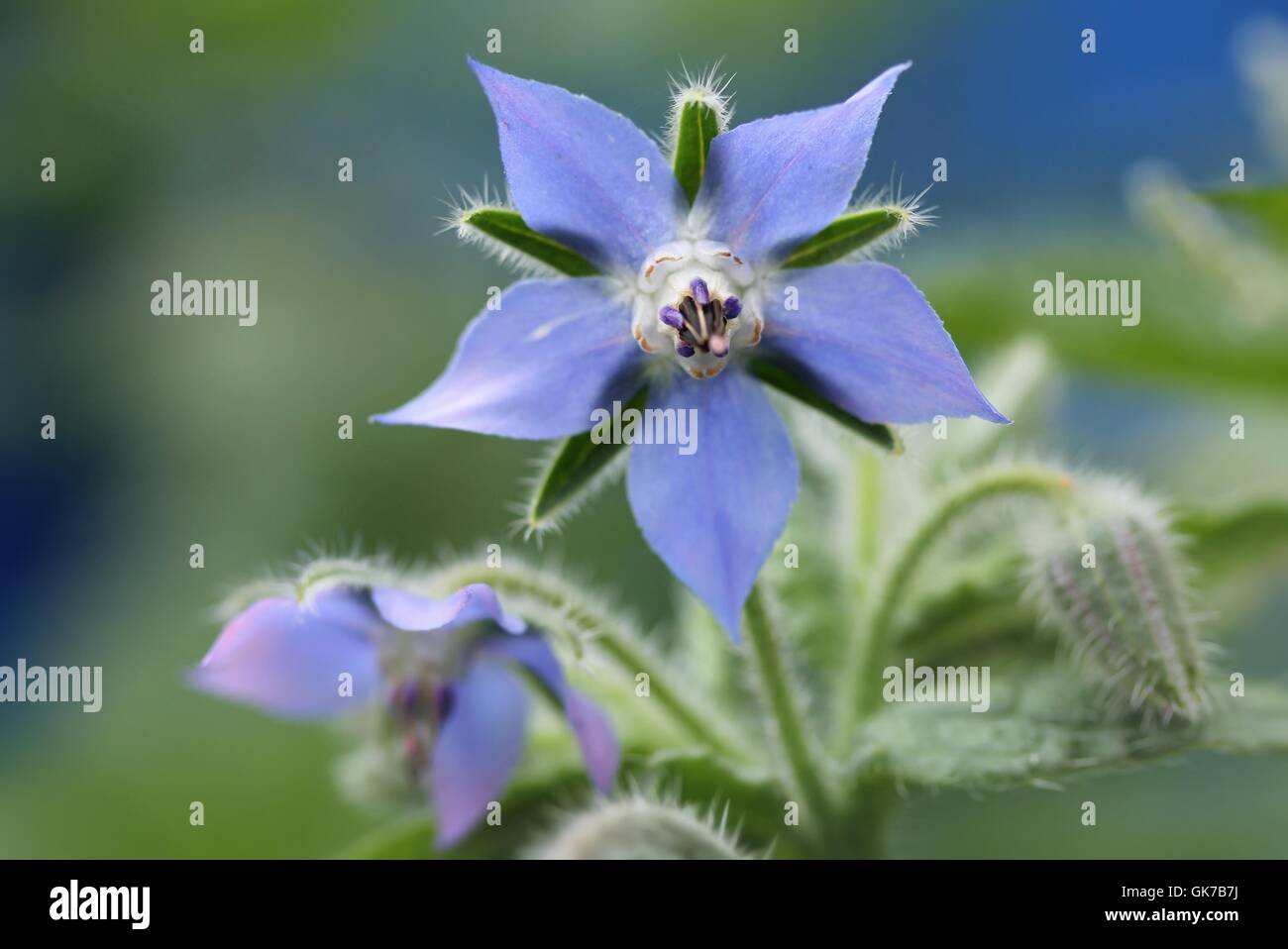 medicinal plant borage medicinal plant Stock Photo - Alamy