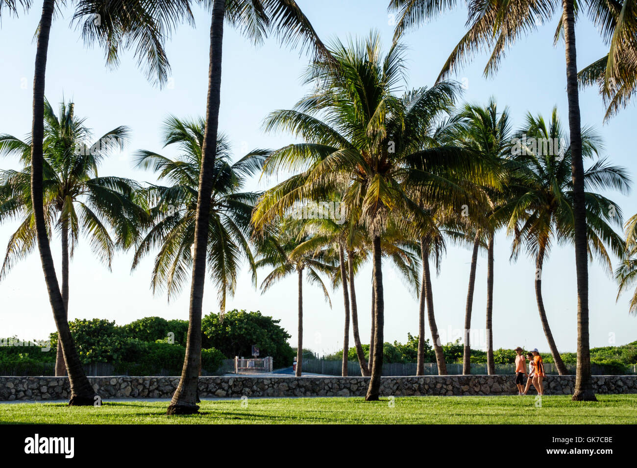 South promenade beach palm tree hi-res stock photography and images - Alamy