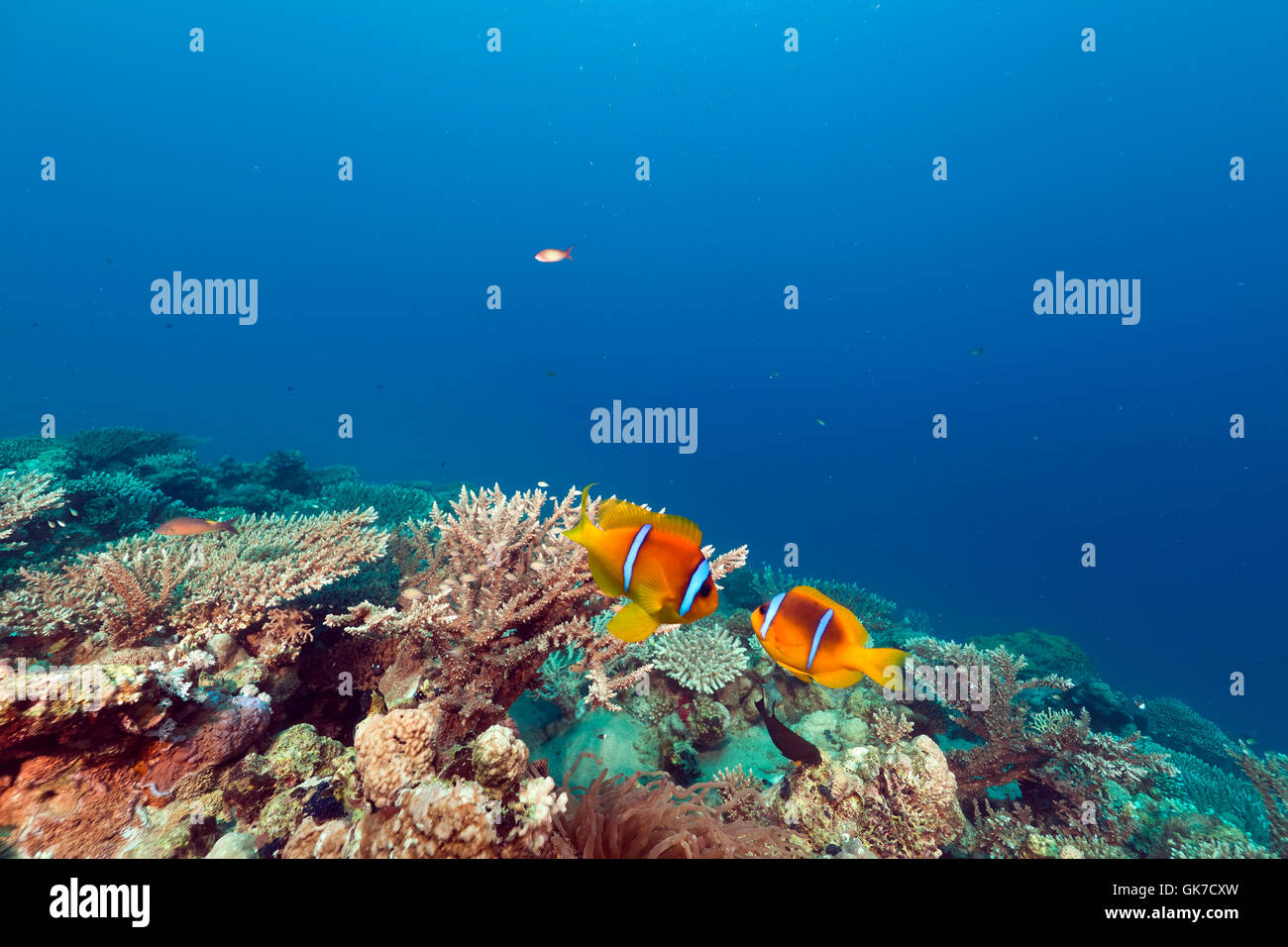 Dark navy blue colour hi-res stock photography and images - Alamy