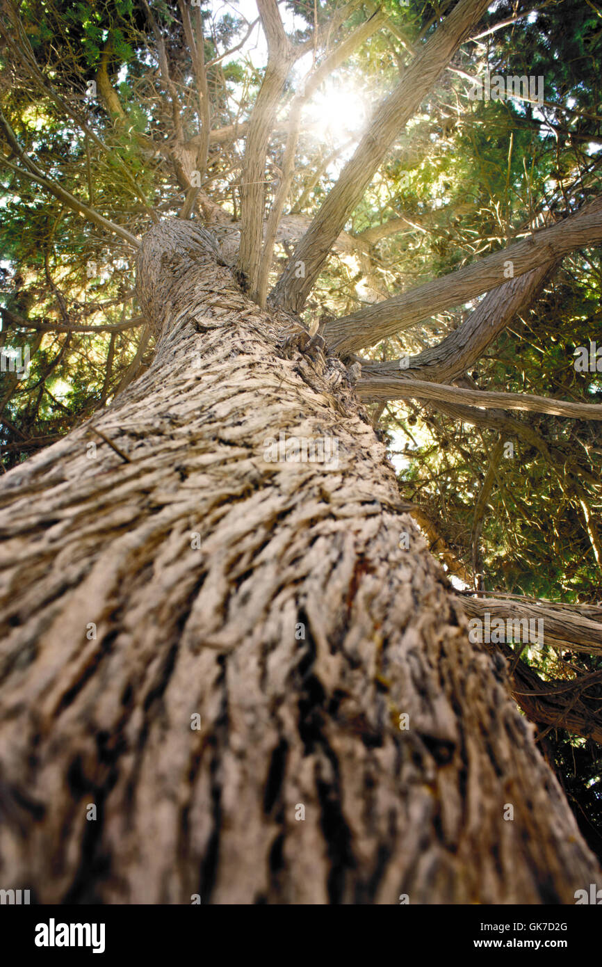 tree pine beam Stock Photo - Alamy