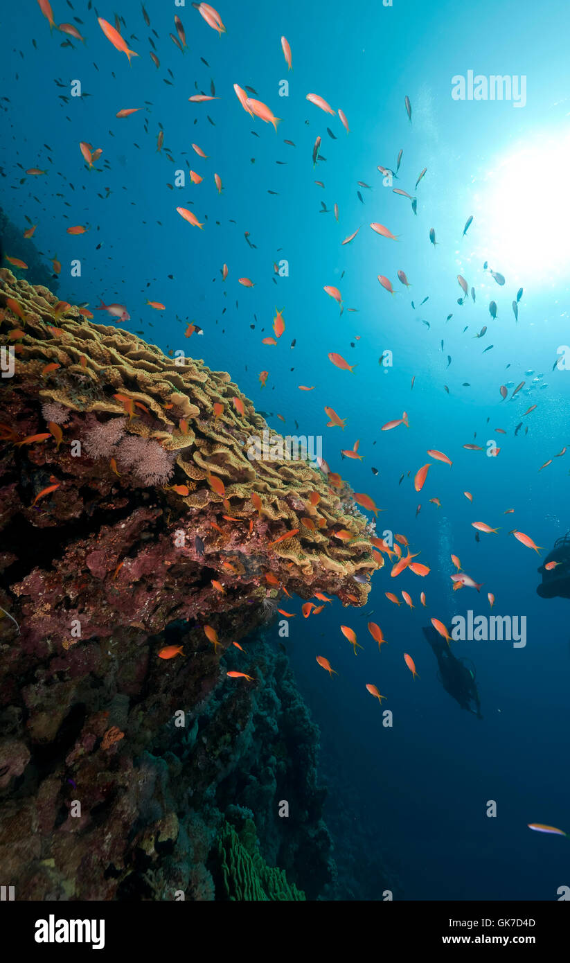 Dark navy blue colour hi-res stock photography and images - Alamy
