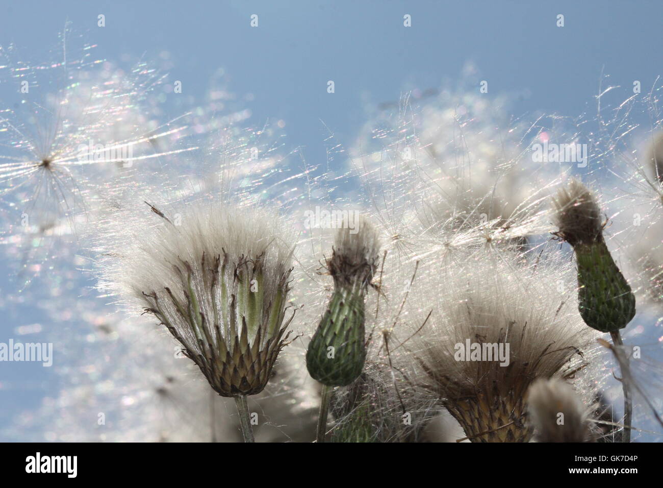 Flower Wind Fly High Resolution Stock Photography and Images - Alamy