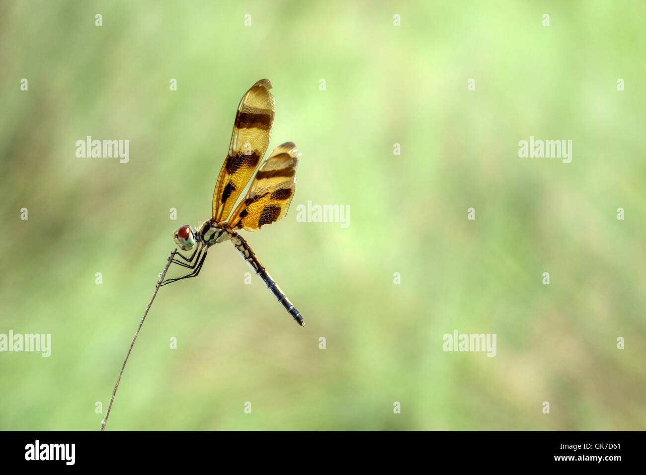 Florida Tamiami Trail,Florida Everglades,Everglades National Park,Shark ...