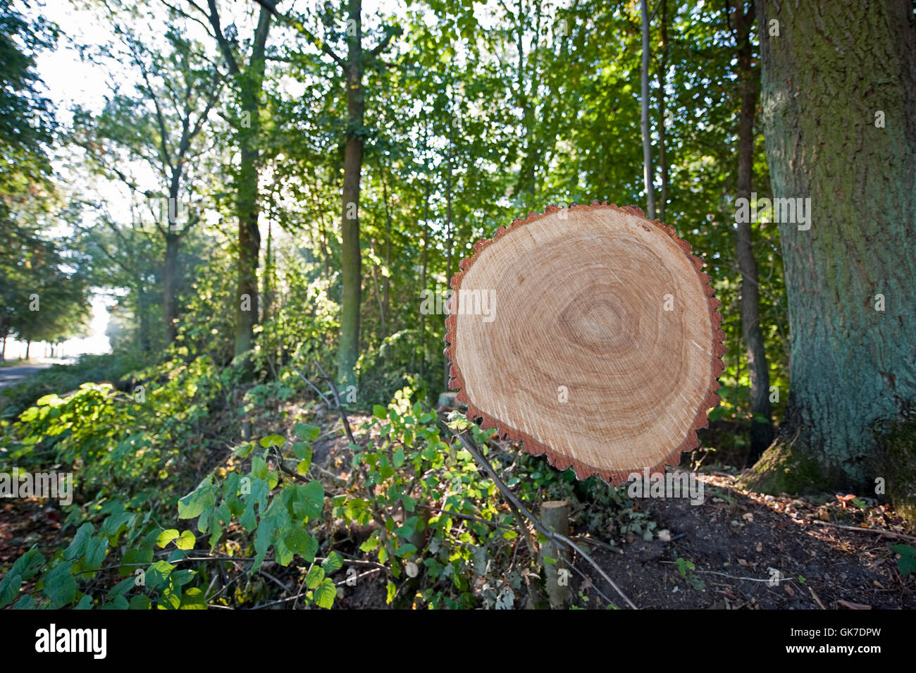 Oak Cross Section High Resolution Stock Photography and Images - Alamy