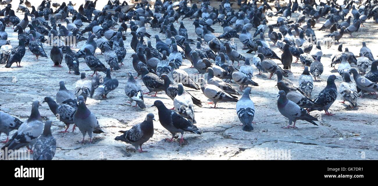 bird animals birds Stock Photo - Alamy