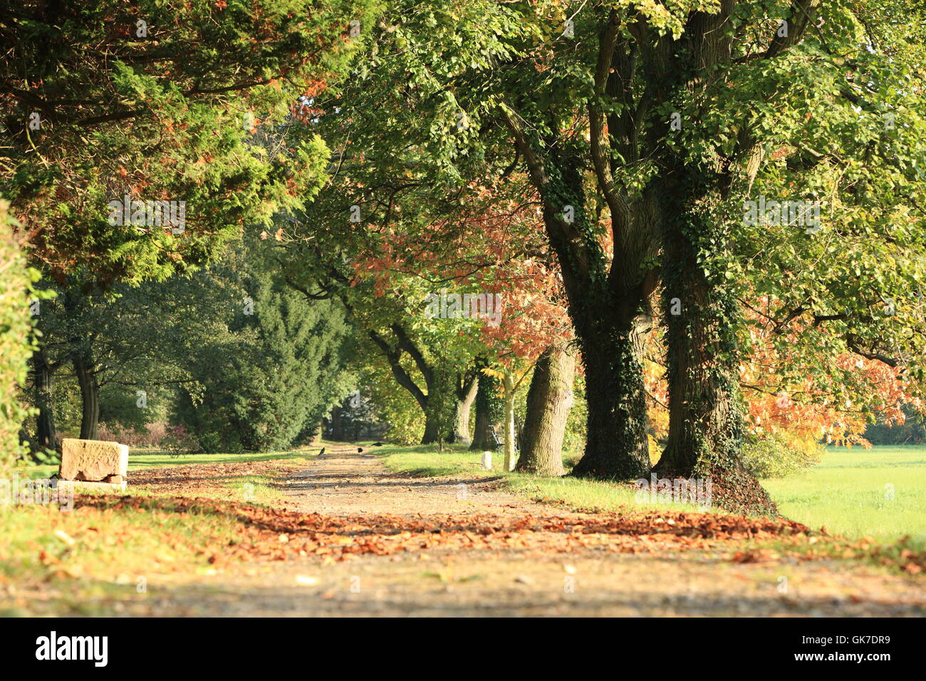 tree path way Stock Photo - Alamy