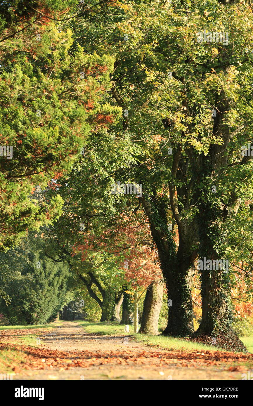 tree path way Stock Photo - Alamy