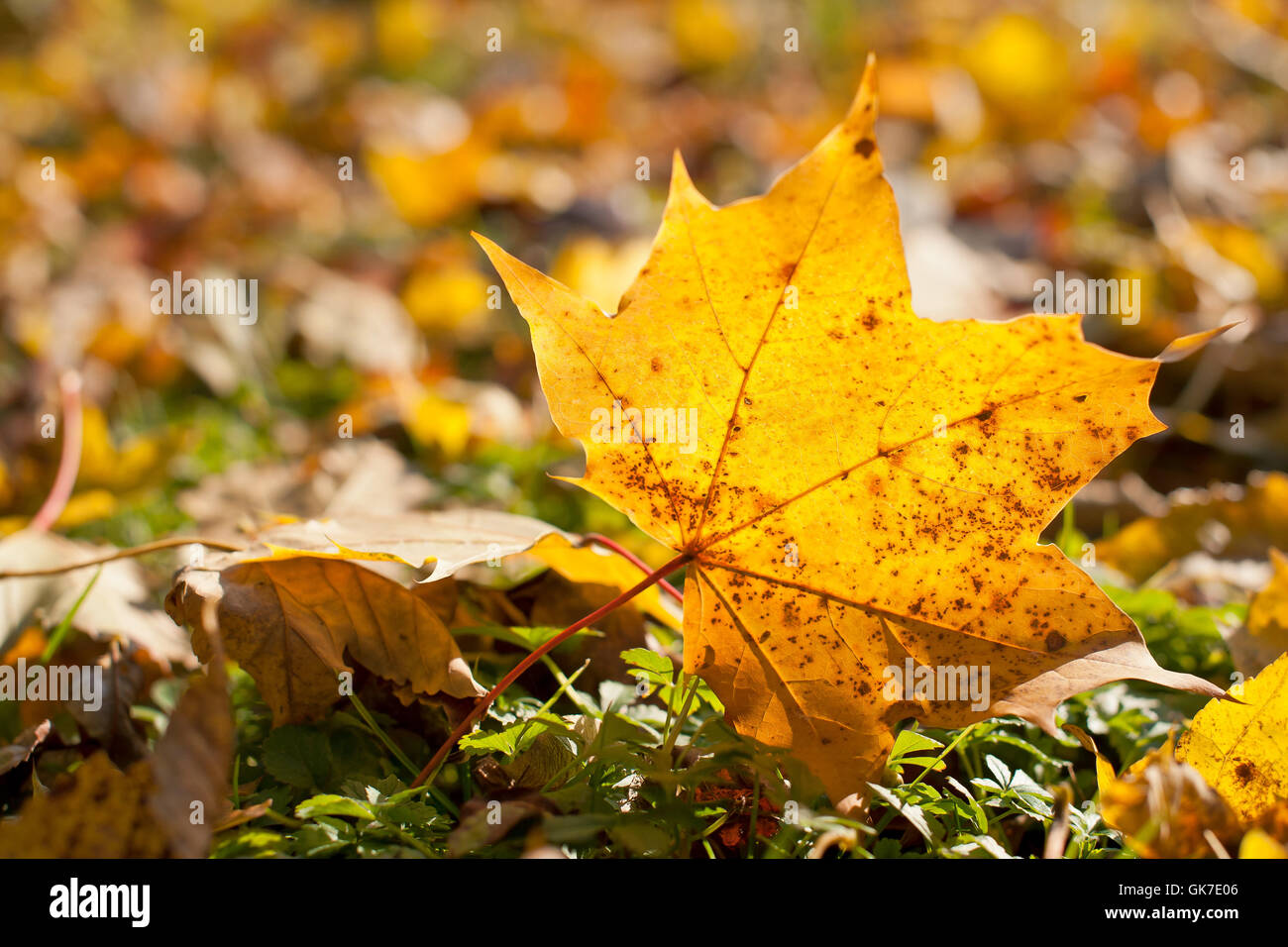 Hazy yellow hi-res stock photography and images - Alamy