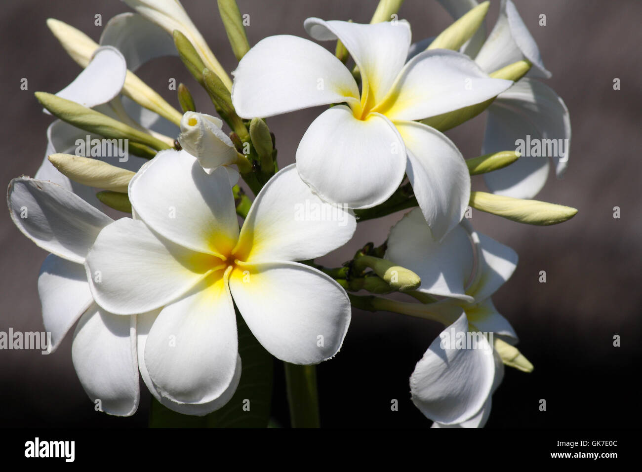 Africa tropical hi-res stock photography and images - Alamy