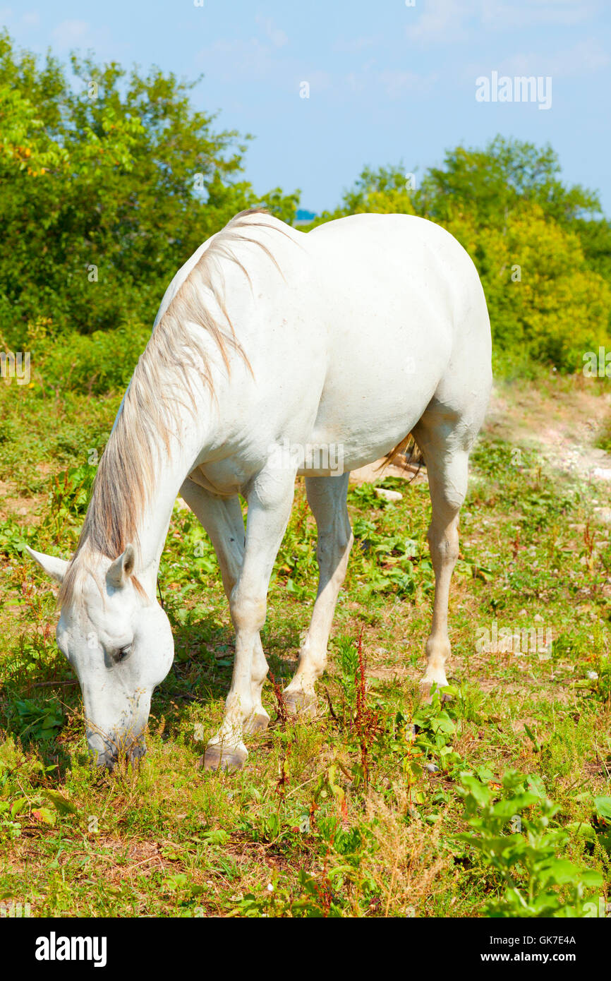 horse animal farm Stock Photo - Alamy